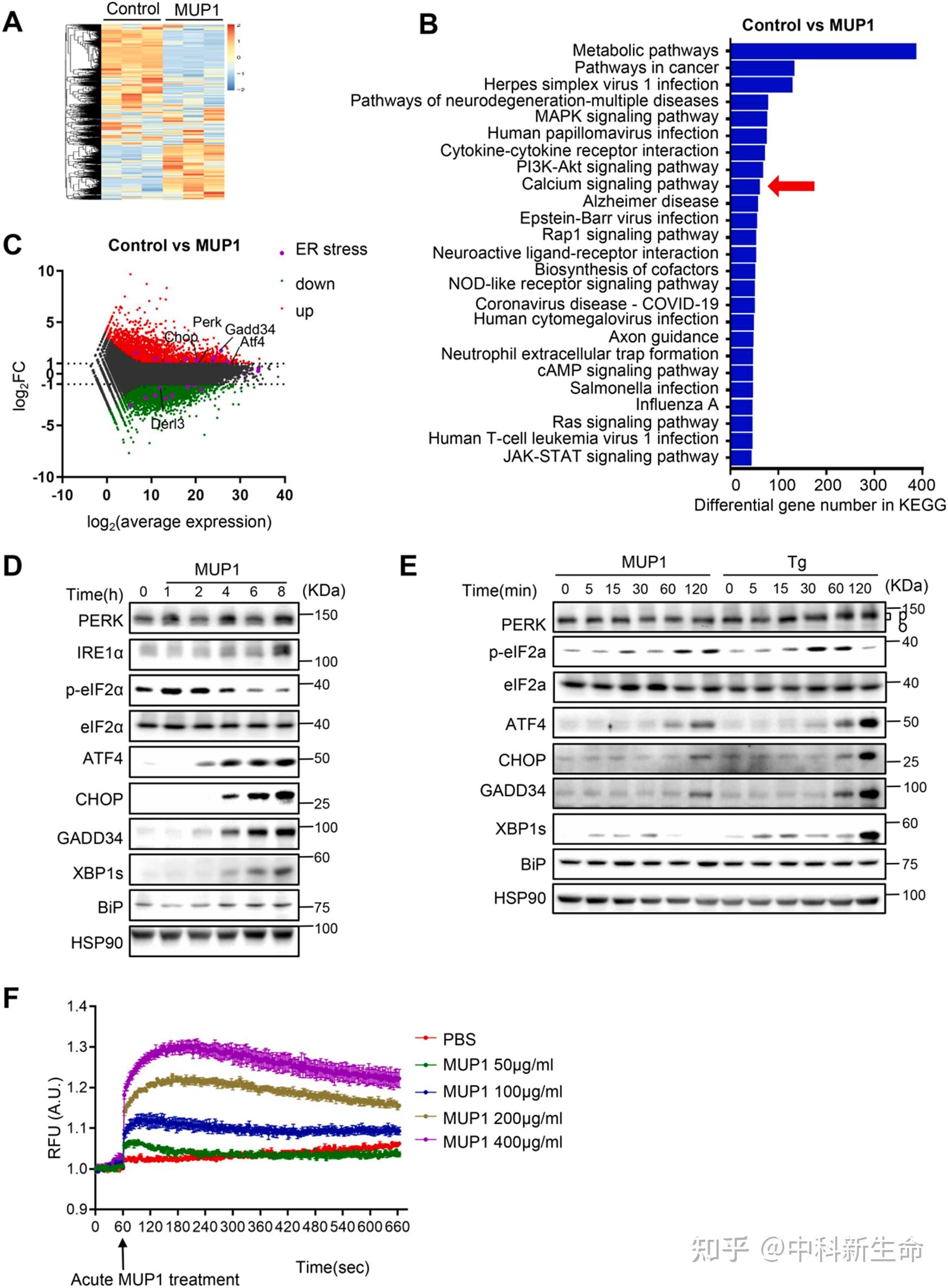 项目文章Pharmacol Res（IF 10）|中山大学附属第三医院利用转录组和蛋白组分析揭示MUP1减轻内质网应激的关键作用 - 知乎