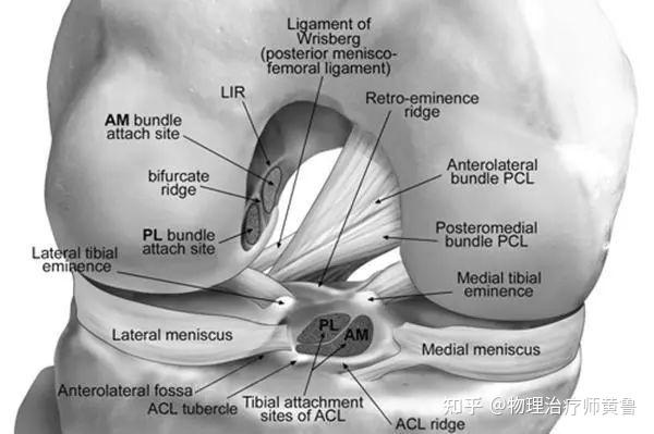 前交叉韧带的前内侧束和后外侧束 - 知乎
