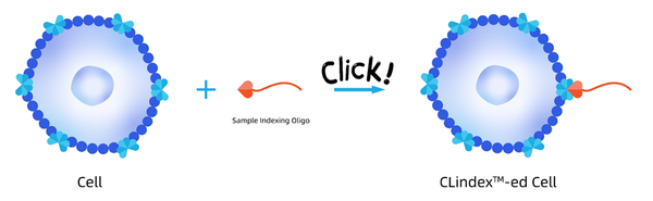 CeleScope 教程 || 单细胞多样同测CLindex™ 数据分析 - 知乎