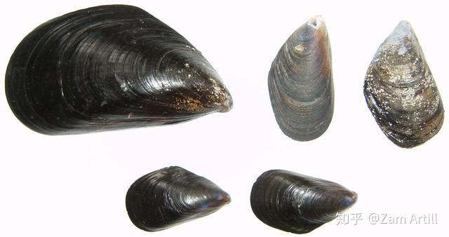 沿海旅行知识1，关于各种贝类的名字、区别、产地、吃法（全） - 知乎