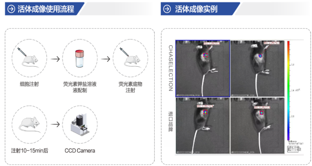 Revvity IVIS Lumina III助力生物发光小动物活体成像实验-上海玮驰仪器有限公司