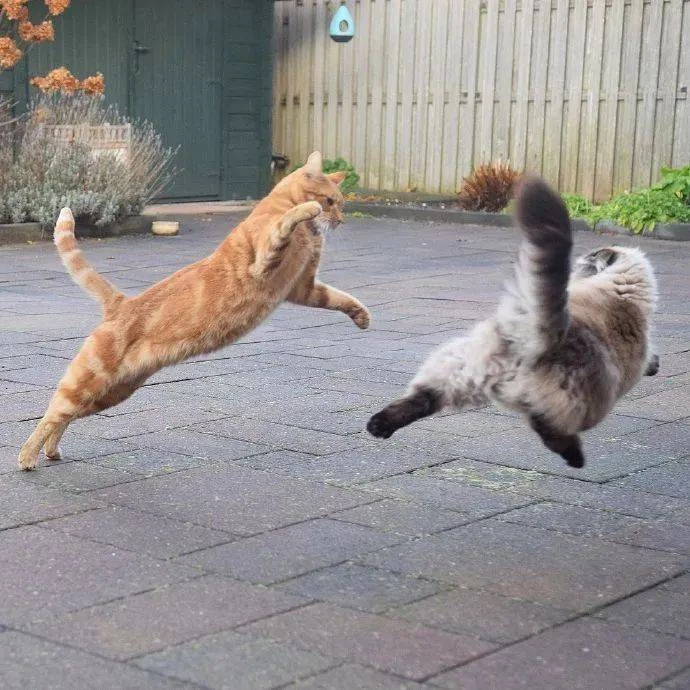 猫咪战斗力排行榜看谁称霸猫界！ 知乎 