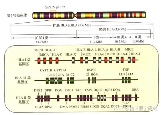分享|HLA在肿瘤免疫治疗中的意义 - 知乎