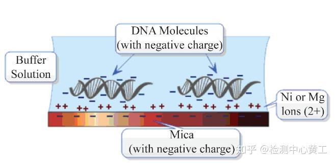 科研干货 | 原子力显微镜AFM生物样品制样方法 - 知乎