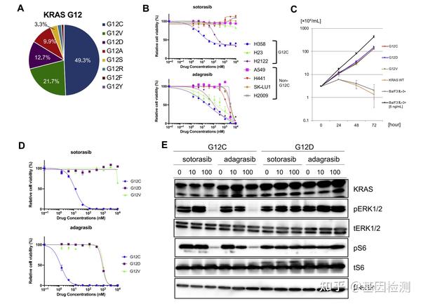 KRAS继发性突变导致对KRAS G12C抑制剂-Sotorasib和Adagrasib的获得耐药性 - 知乎