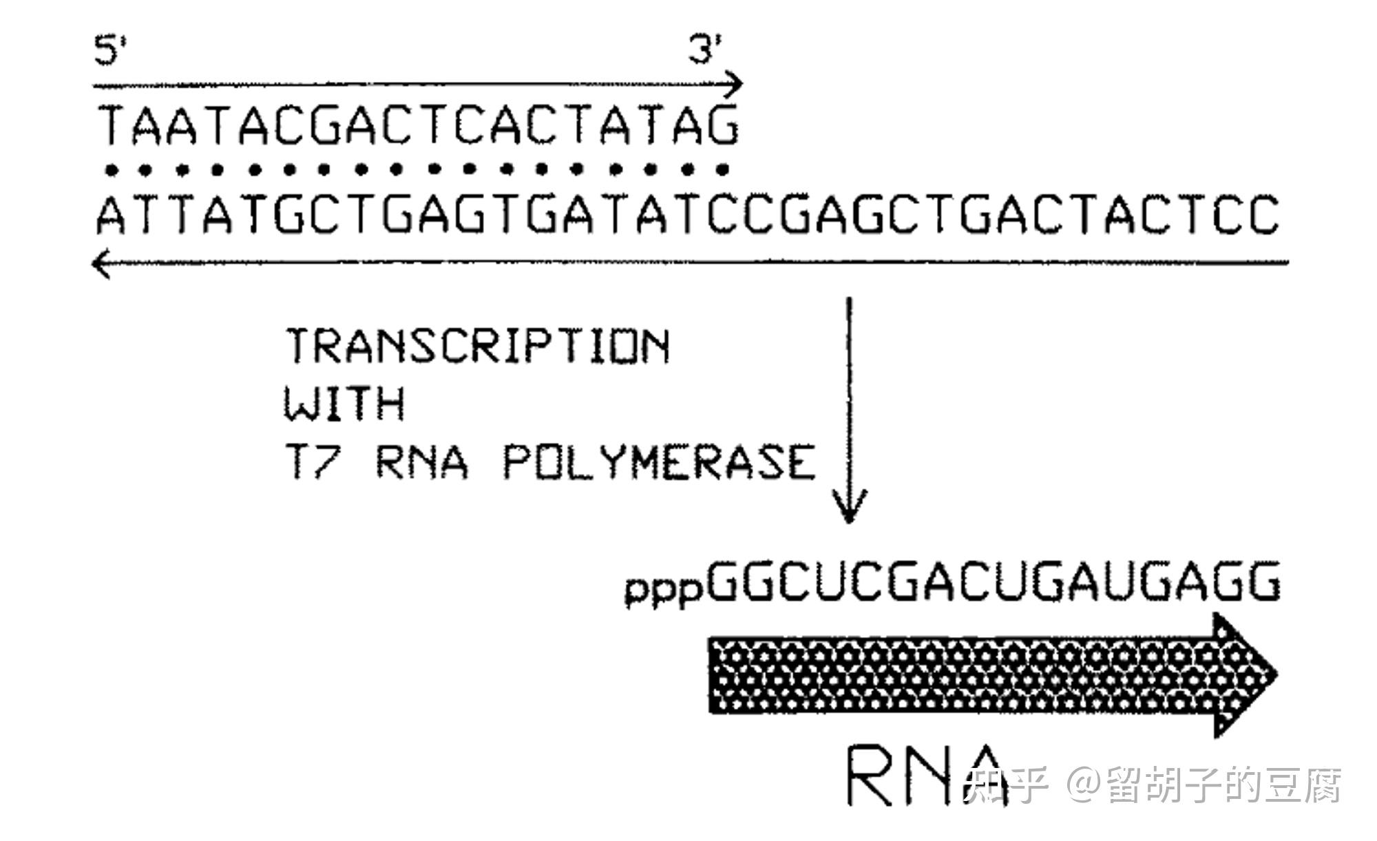 mRNA合成|In Vitro Transcription并非想象的那么简单 - 知乎