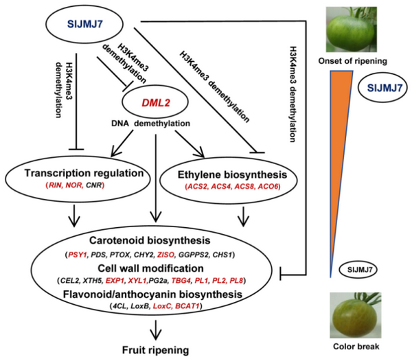 组蛋白ChIP-seq研究思路及应用案例分享 - 知乎