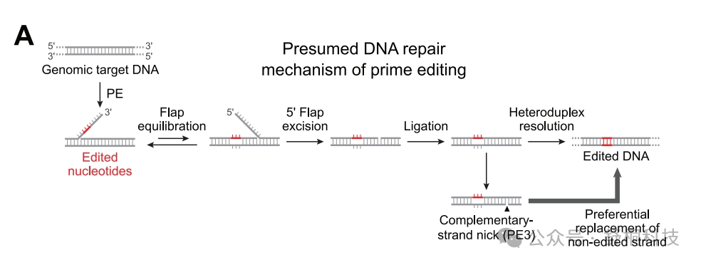 基因编辑之Prime editor的进阶历程 - 知乎