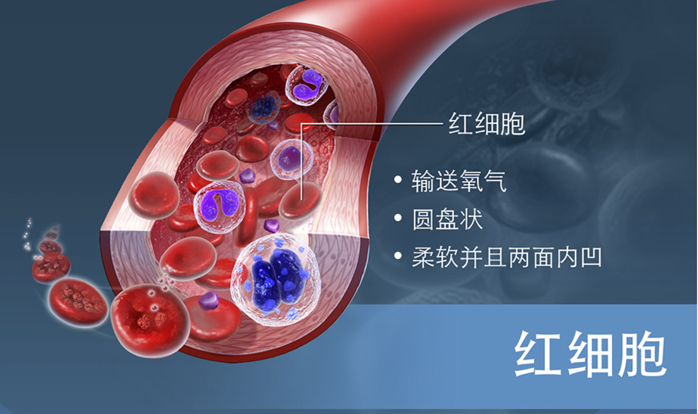 血液简介（含血清和血浆的区别） - 知乎