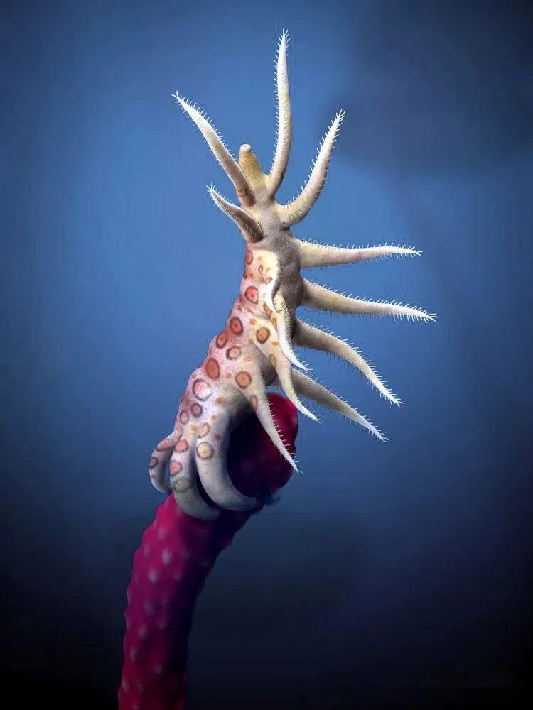 【动物界全系列】有爪动物门—异虫纲 - 知乎