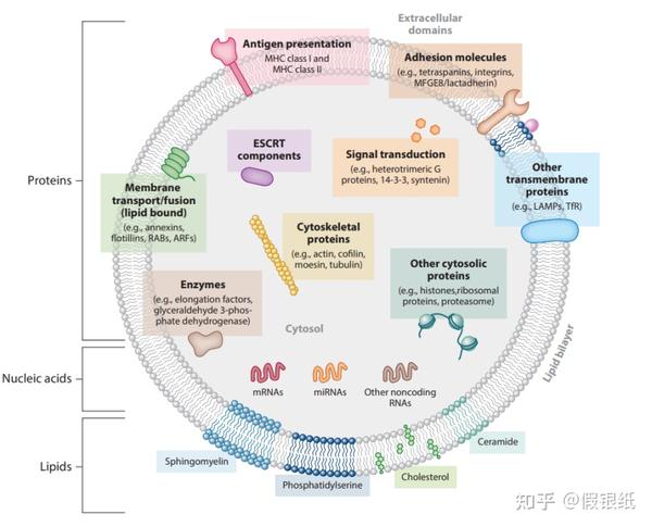 细胞外囊泡（EVs）及药物递送简介 - 知乎