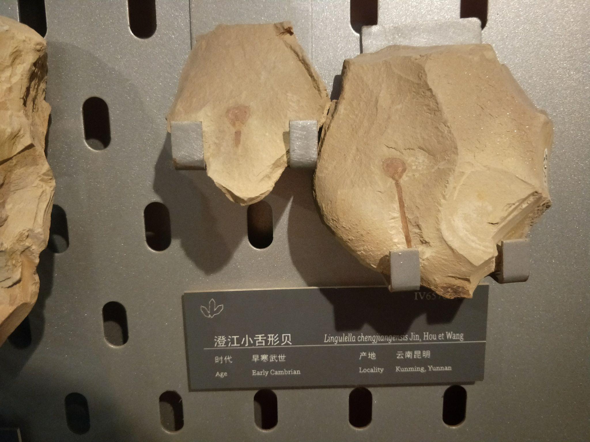 地质博物馆记行：馆藏.寒武纪篇 - 知乎