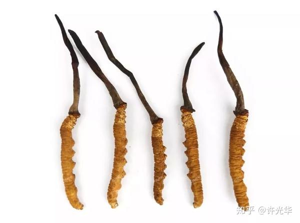 如何从外观，分辨虫草产地：西藏那曲、青海玉树、四川甘孜？ - 知乎