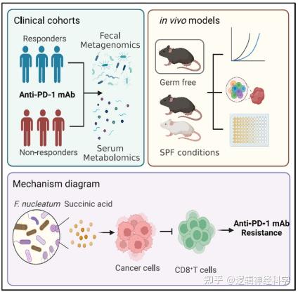 Cell Host & Microbe丨上海交通大学房静远/陈萦晅团队发现具核梭杆菌促进结直肠癌免疫治疗抵抗 - 知乎