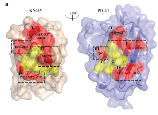 PD-1/PD-L1抗体作用机制的结构基础 - 知乎