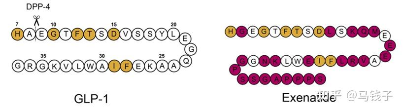 创造奇迹的神药——GLP-1（司美格鲁肽等）类似物结构-活性浅析（一） - 知乎