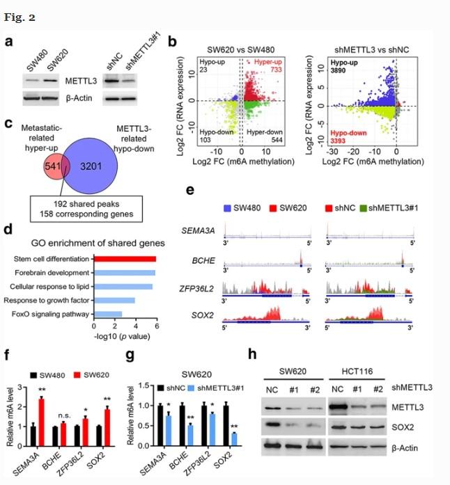RBPs 研究策略 - 知乎