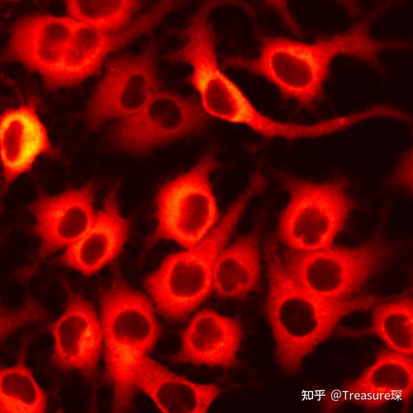 ImageJ实用教程——基于cellpose的不规则细胞分割（案例分析篇） - 知乎