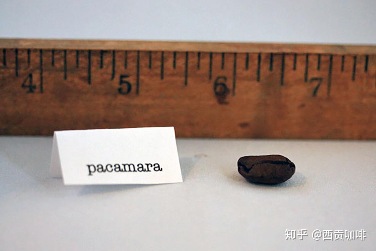咖啡品种介绍之帕卡马拉（Pacamara） - 知乎