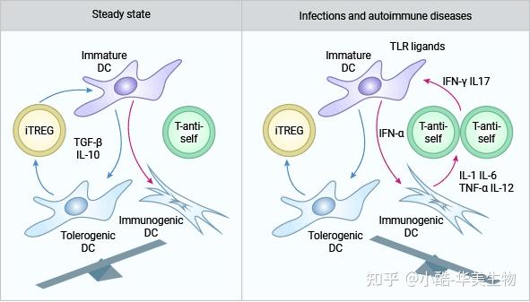 IL2RA(CD25)：CD4+CD25+Tregs亚群最特异性标志物，抑制效应T细胞，免疫领域热点分子！ - 知乎