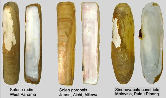 （十七）沿海旅行知识 | 各种贝类的名字、区别、产地、吃法（十七）竹蛏（作者：Zam） - 知乎