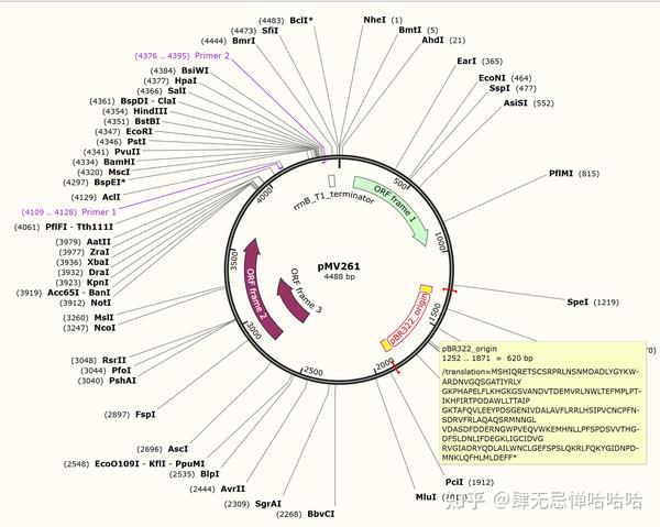质粒上面的ORI是什么有何用？ - 知乎