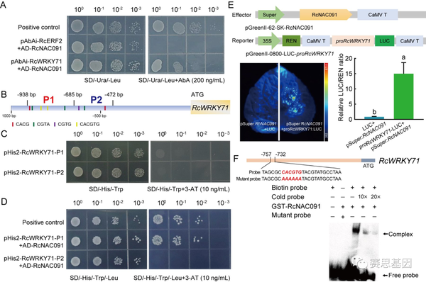 【Plant Physiol】脱落酸通过调控转录因子RcNAC091从而增强玫瑰的抗旱性 - 知乎