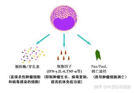 抗癌四大法宝：CIK细胞、DC细胞、NK细胞、CTL/TCR,你分得清吗？ - 知乎