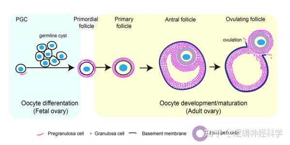 Cell Prolif 综述︱西北农林科技大学华进联团队提出UCHL1在哺乳动物卵母细胞成熟及精子发生中是一把双刃剑 - 知乎