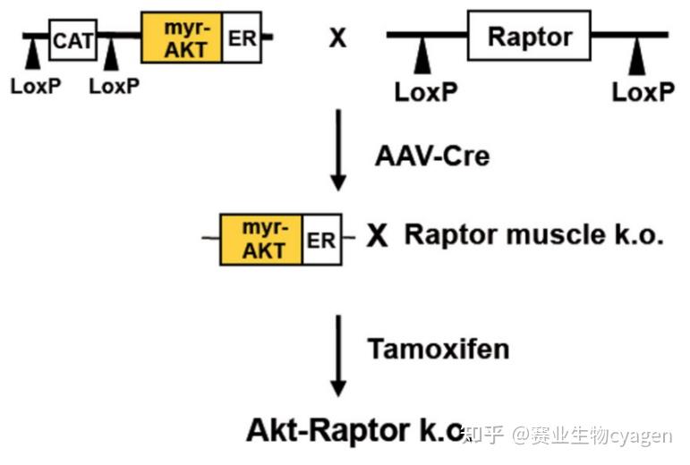研究发育和衰老的关键信号通路mTOR——Rptor基因敲除小鼠 - 知乎