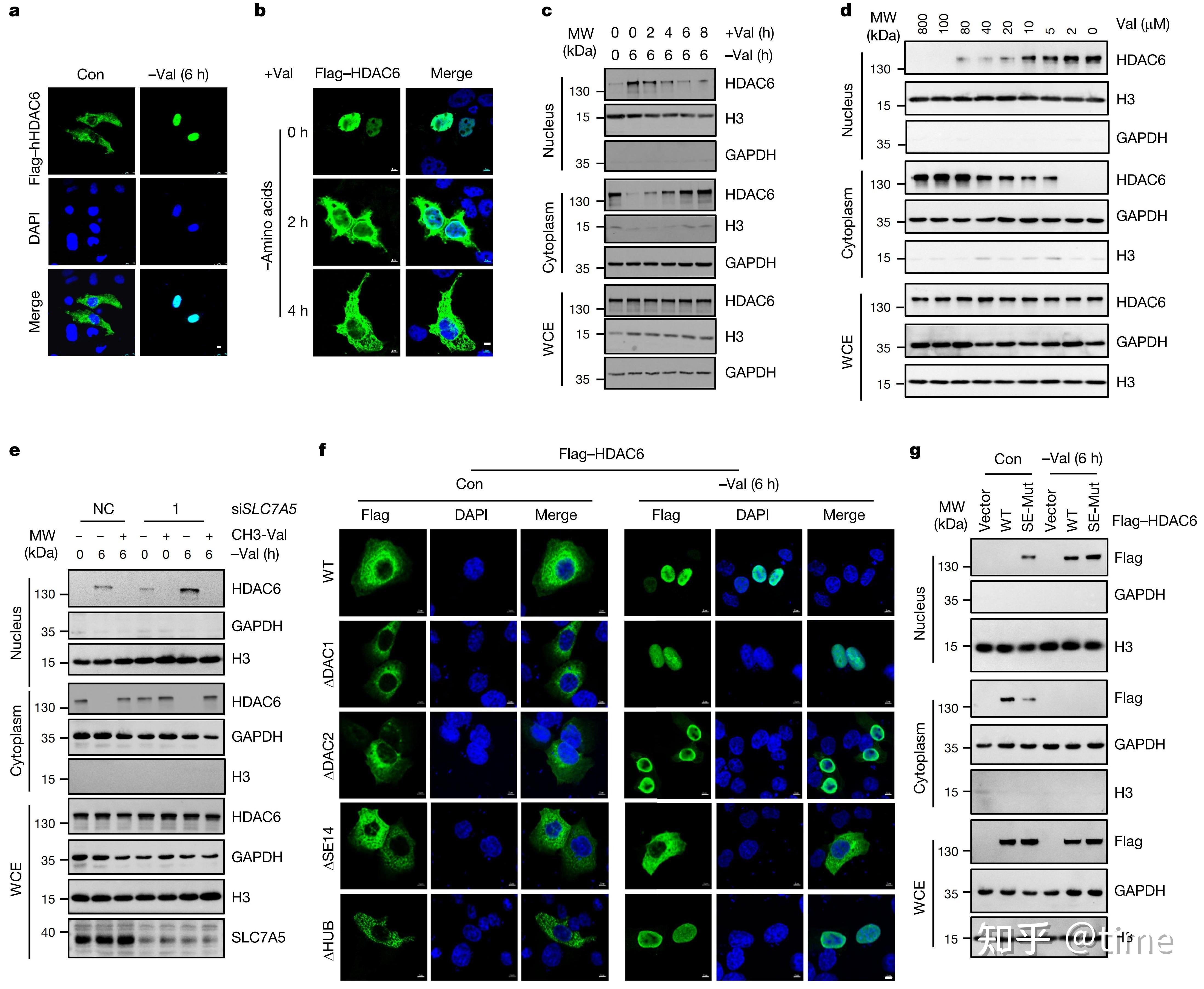 文献分享 | Nature：人类HDAC6感知缬氨酸丰度以调控DNA损伤 - 知乎