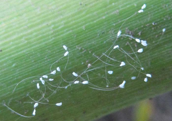 这12世界上最稀有的花，你知道几种呢 - 知乎