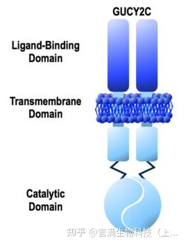 GUCY2C（GCC）：阻击结直肠癌 - 知乎