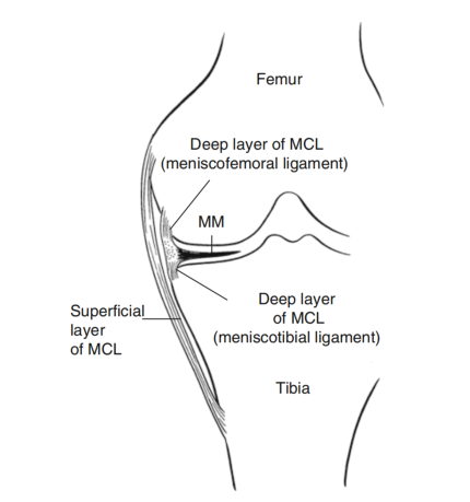 膝关节内侧副韧带（MCL）磁共振解剖要点 - 知乎