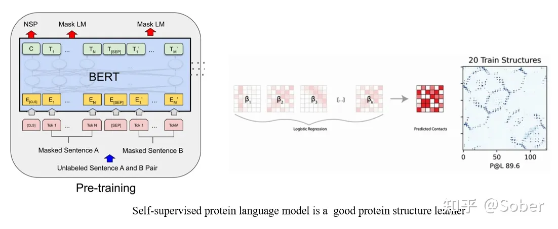 ESMFold：一种基于预训练语言模型的蛋白质结构预测方法 - 知乎