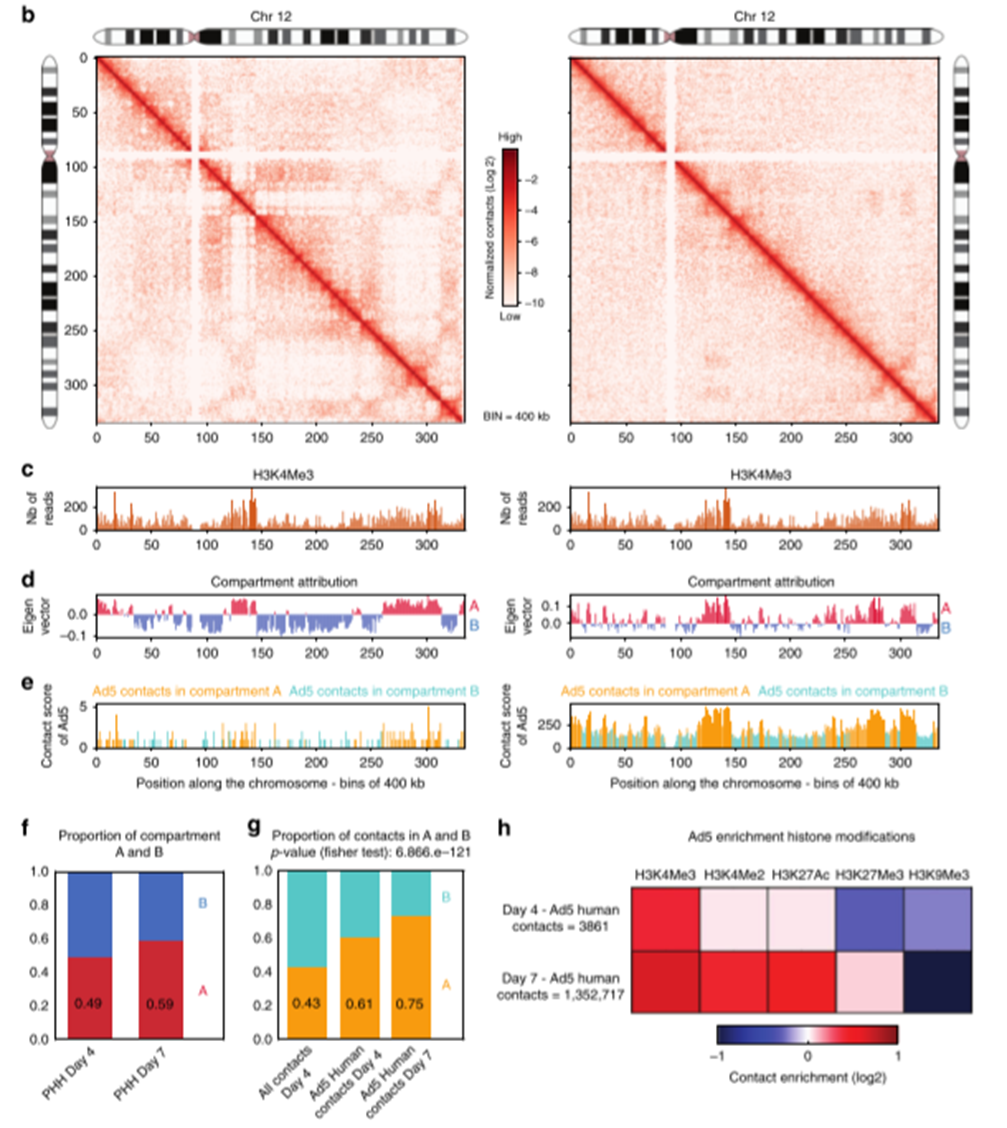 Hi-C测序揭示HBV病毒，Ad5病毒侵染人体细胞的染色质构象影响 - 知乎