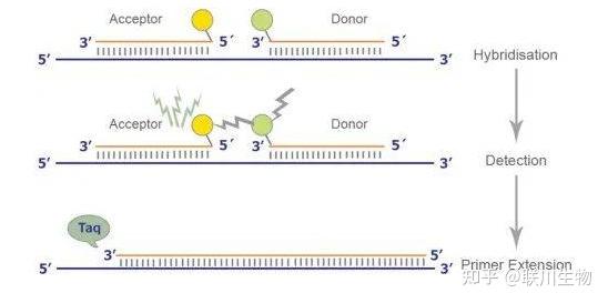 探针法荧光PCR（Taqman 技术）介绍 - 知乎