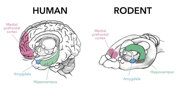 从求生行为，到意识的起源，神经科学大佬LeDoux自传式深度探讨 - 知乎