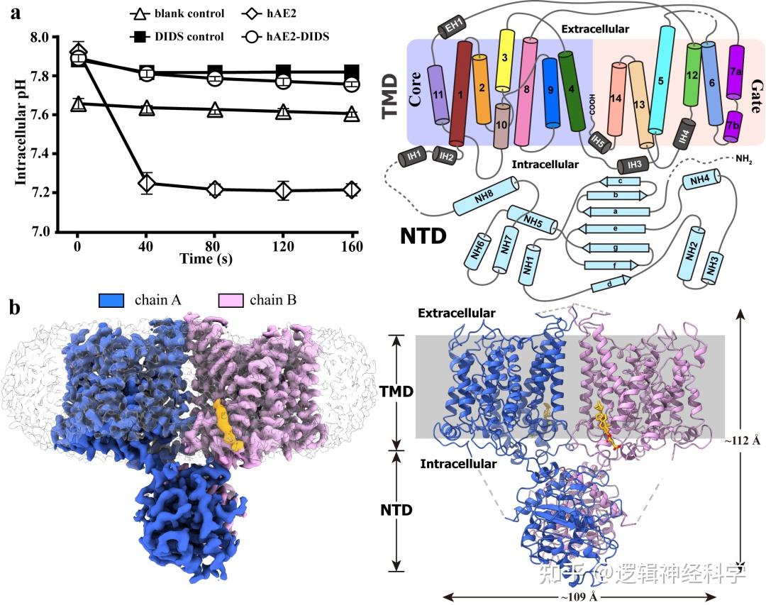 Nat Commun︱上海交通大学医学院曹禹团队揭秘AE2参与pH稳态调节的分子机制 - 知乎