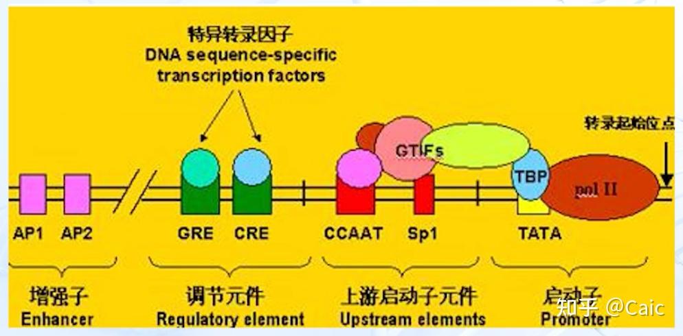 遗传学_14 基因表达的调控 - 知乎