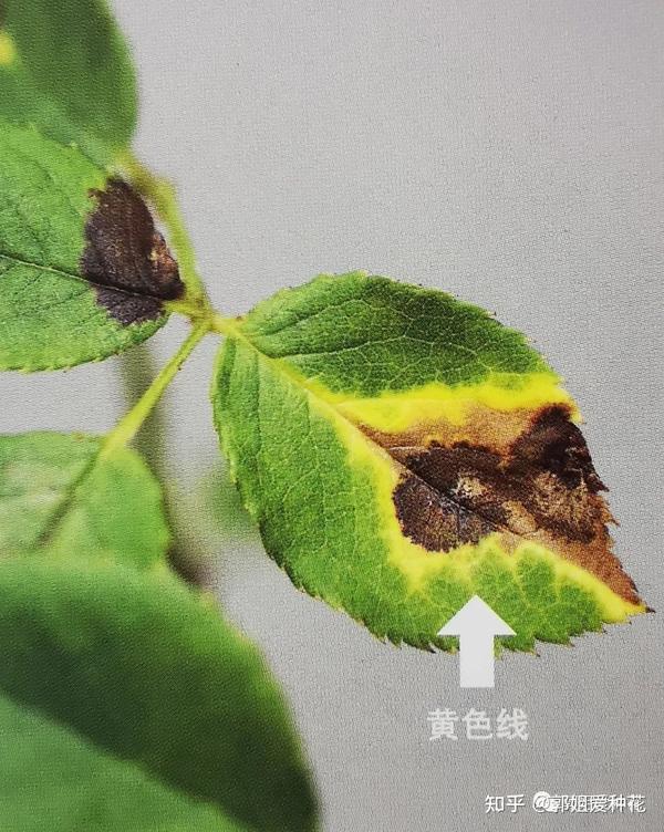 月季黑斑病的预防及治疗 知乎