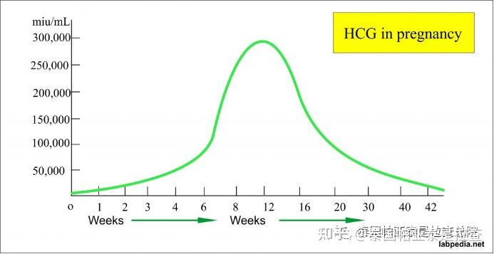 HCG：孕期关键指标，一文讲清 - 知乎
