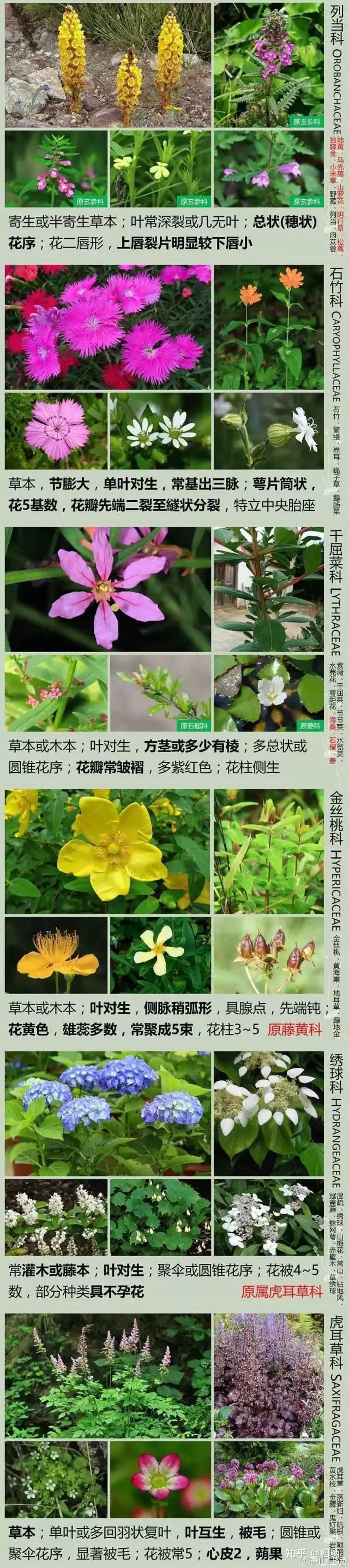 【归纳】生物（域，界、门、纲、目、科、属、种） 知乎 6787
