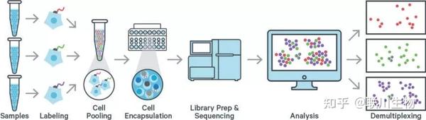 Cell Hashing技术介绍 | 单细胞专题 - 知乎