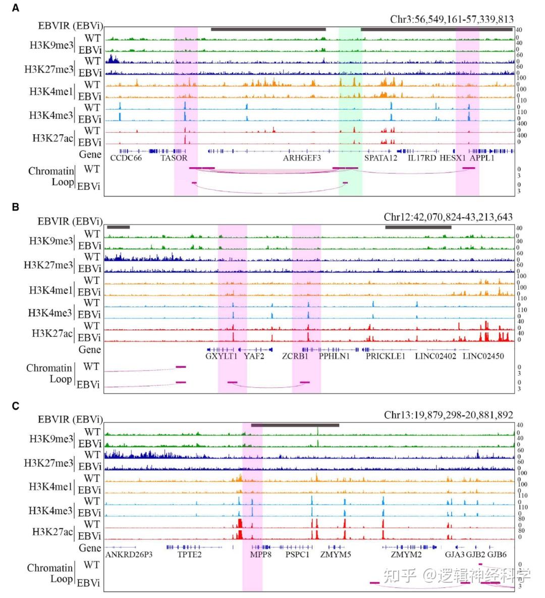 NAR｜南京大学医学院何素素等团队揭示EBV病毒-宿主基因组相互作用抑制EBV相关胃癌中逆转录转座子LINE-1表达的分子机制 - 知乎