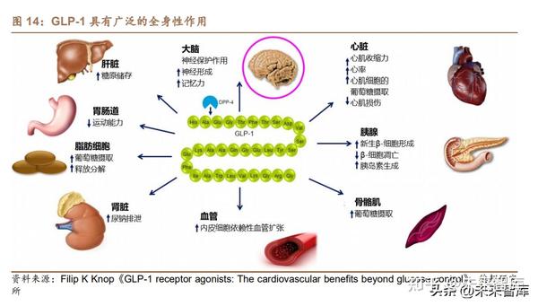 减重药物专题研究：400亿量级黄金赛道，GLP1类药物减重市场高增 - 知乎