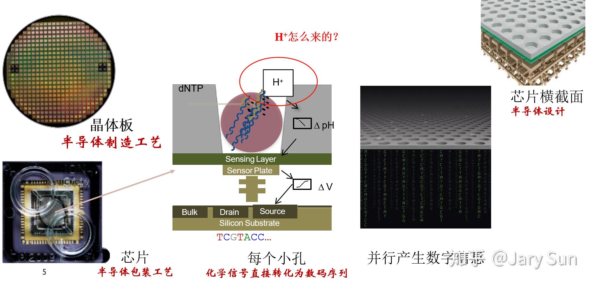 Ion Torrent 基因分析仪——介绍及原理 - 知乎