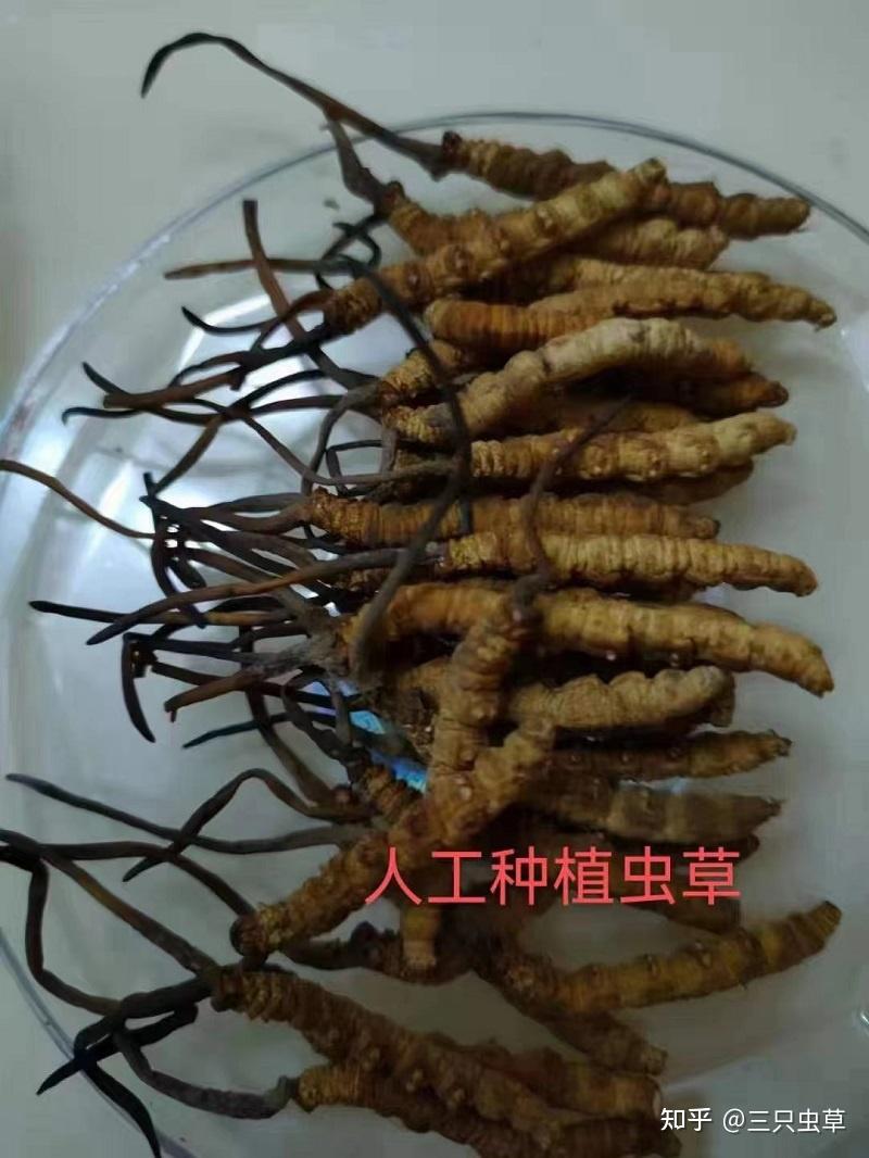 人工虫草和野生虫草的区别：千万别用消化腺去判断虫草是人工还是野生的 - 知乎