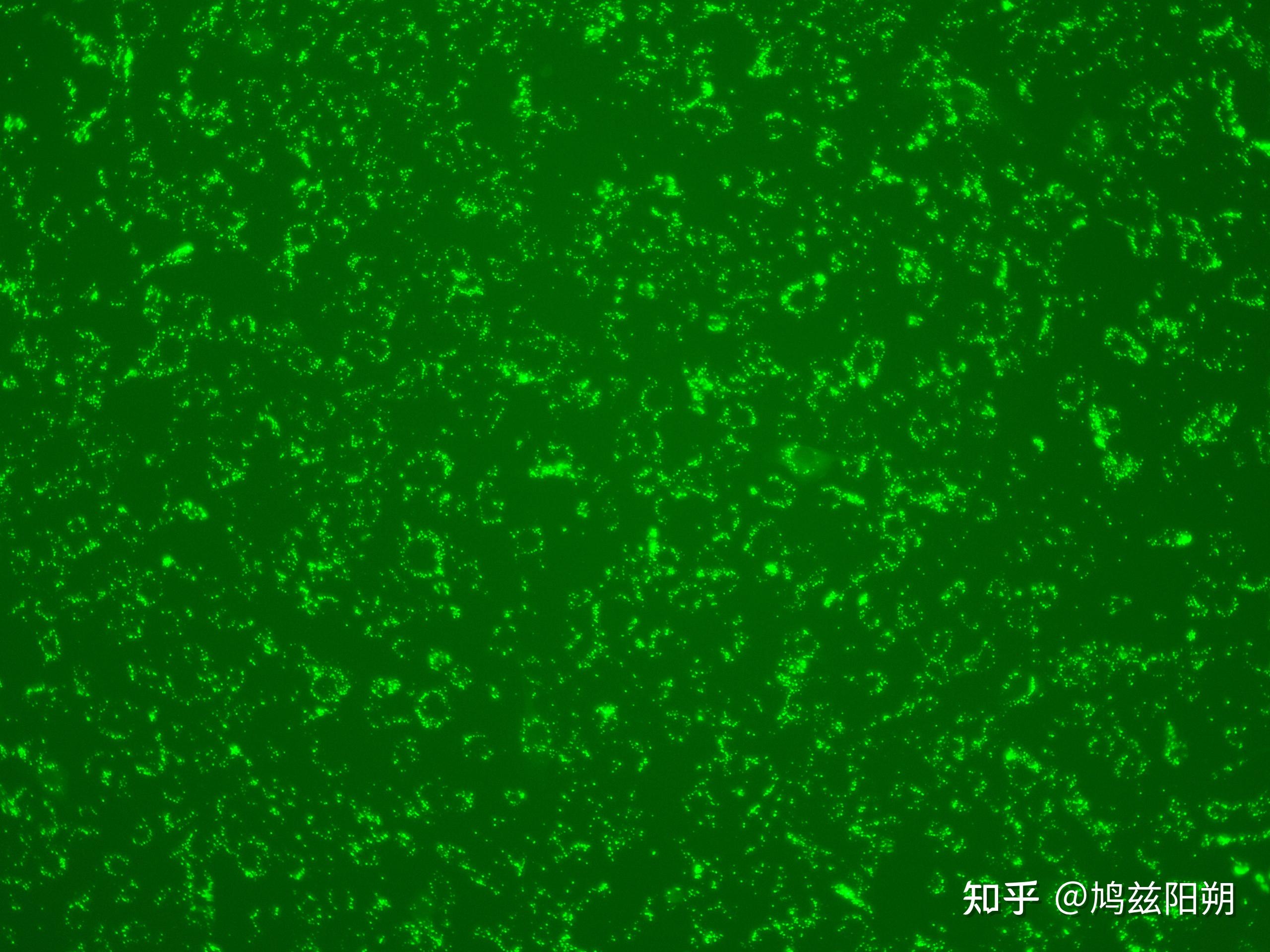 siRNA转染结果的判断标准 - 知乎