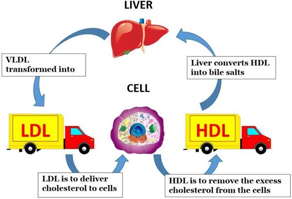 好的胆固醇，真的越高越好吗？ - 知乎